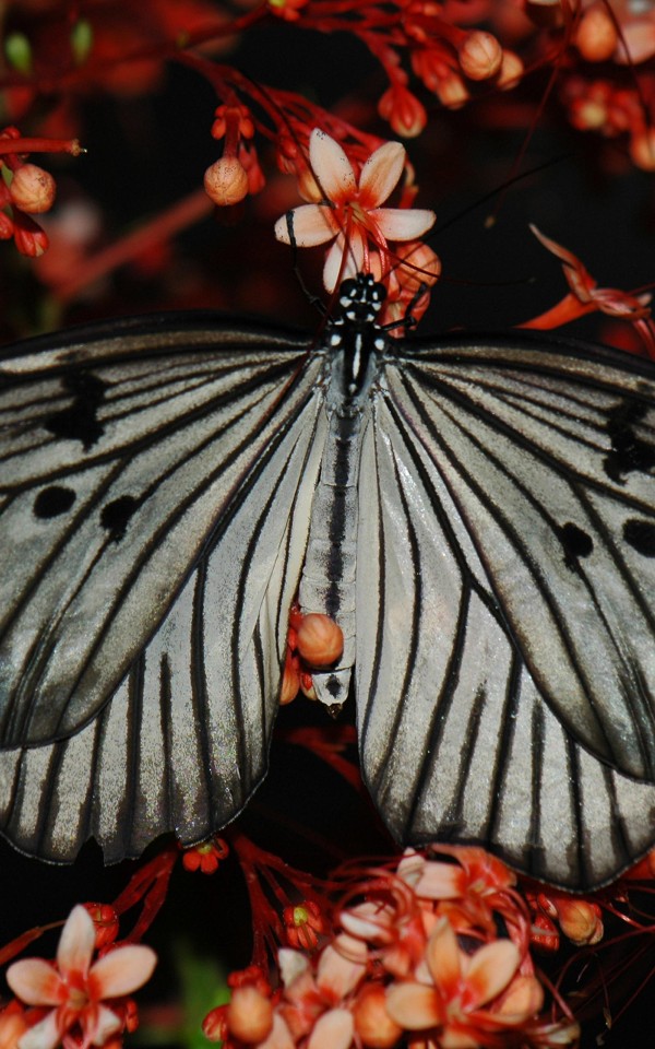 The Queen of Bali - the Incredible Coloured Butterflies | Bvlgari ...