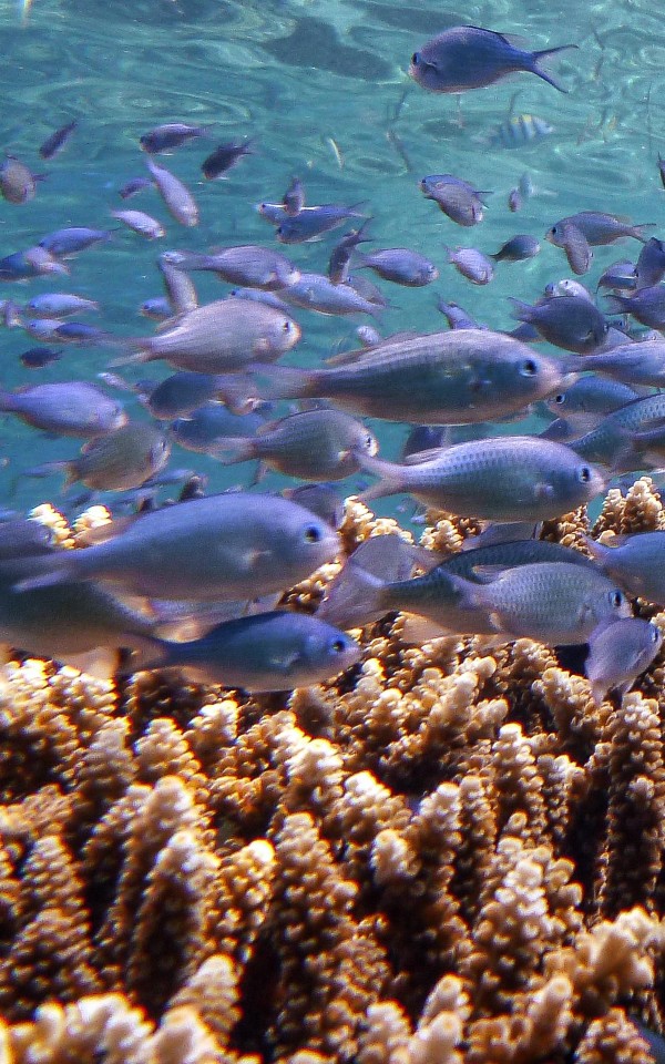 Bali Underwater - Discover a World of Wonders | Bvlgari Resort Bali