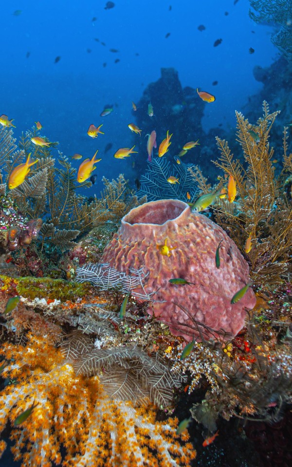 Spectacular dives: the wreck of the USAT Liberty | Bvlgari Resort Bali