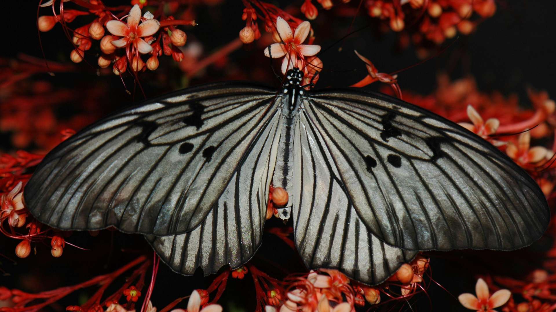 The Queen of Bali - the Incredible Coloured Butterflies | Bvlgari ...
