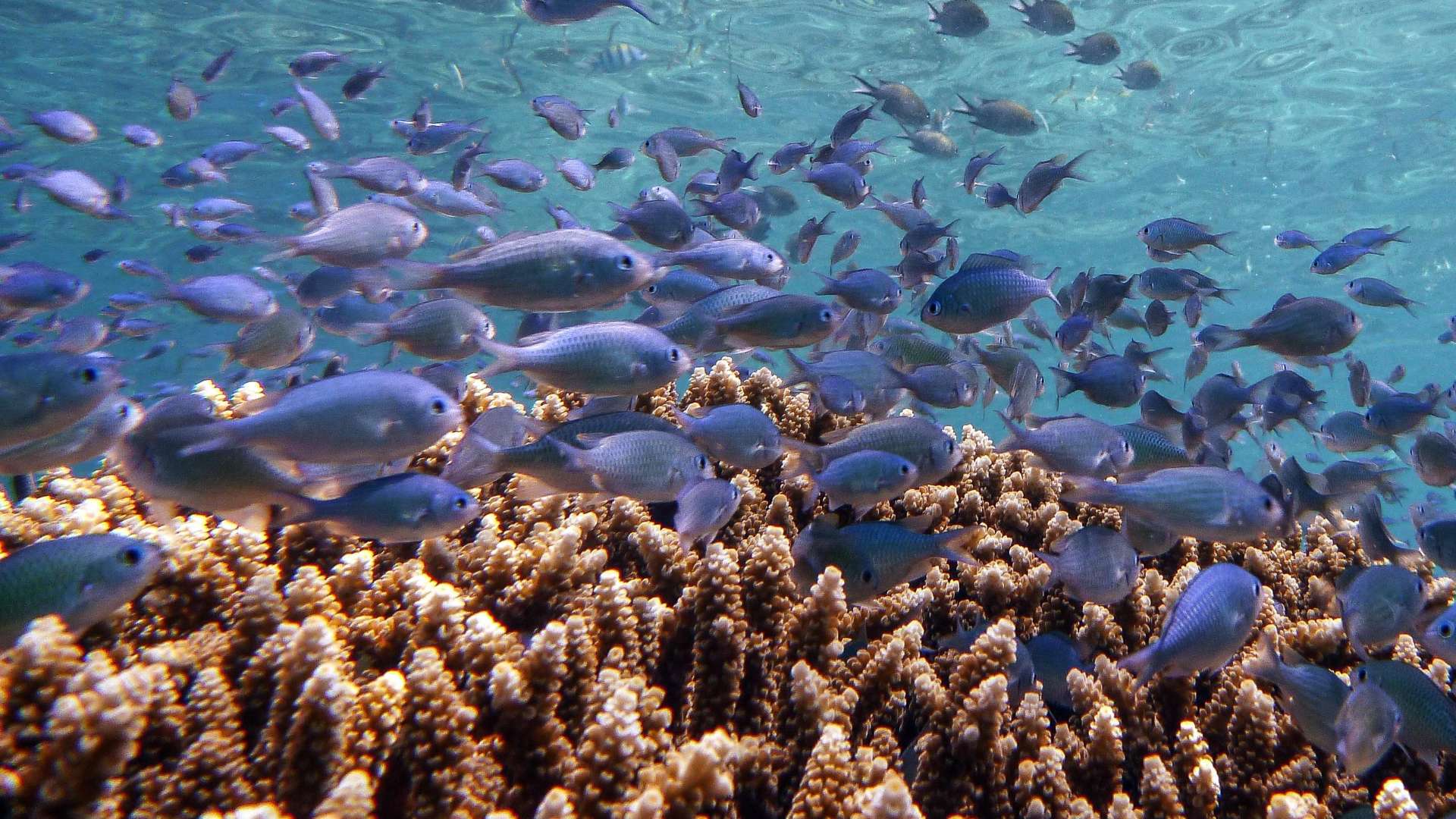 Bali Underwater - Discover a World of Wonders | Bvlgari Resort Bali