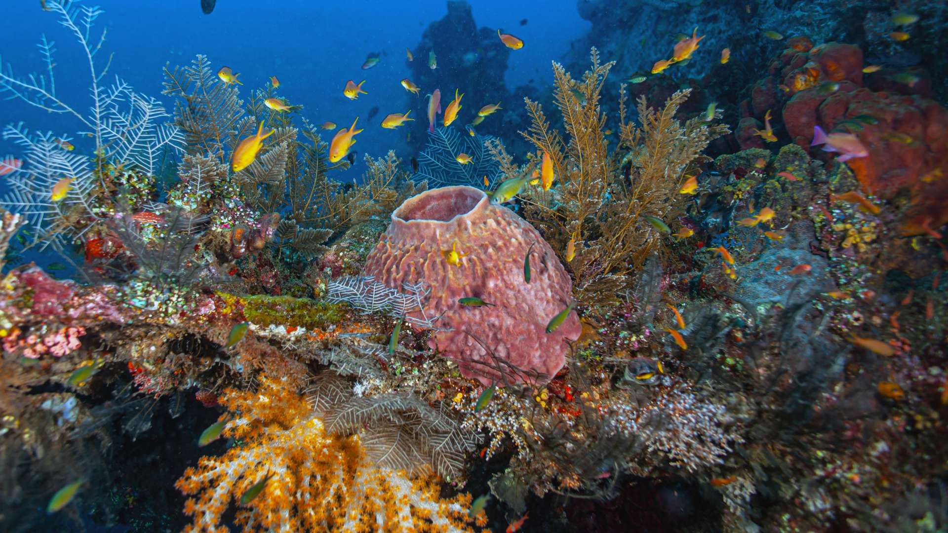 Spectacular dives: the wreck of the USAT Liberty | Bvlgari Resort Bali